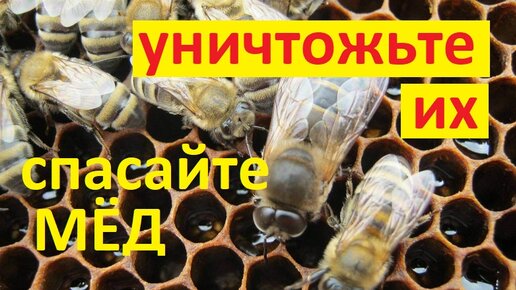 Очень важно, не развести на пасеке армию трутней. Которая способна сожрать весь собранный мёд ...