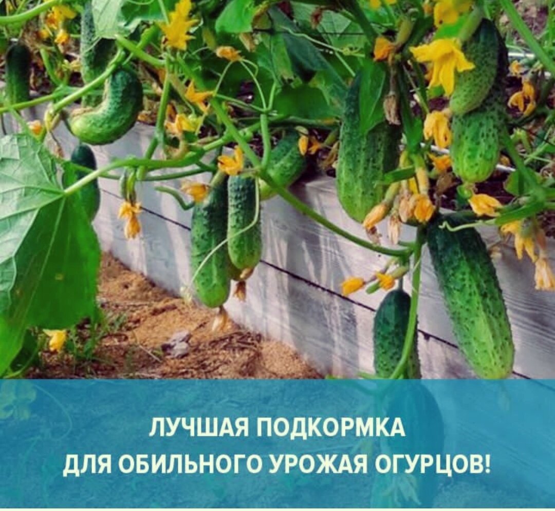 Максимально эффективные подкормки огурцов | Эффективно и просто ...