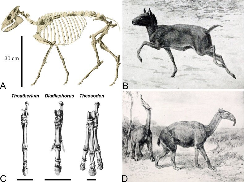 Литоптерны | Биореактор | Дзен