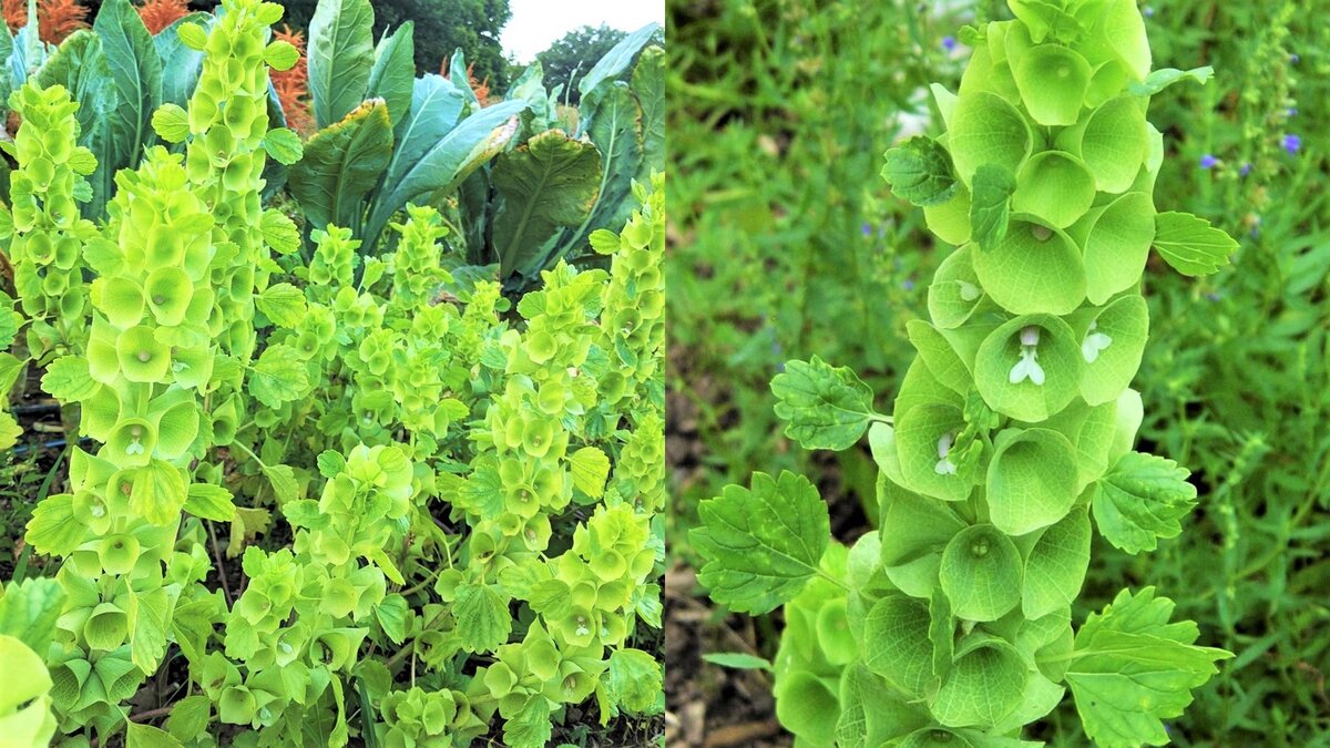 Самые необычные цветы для вашего сада! | GardenLife | Дзен