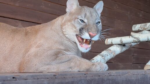 London-big-cat | какой же голосок у пумы Лондона? | Дзен