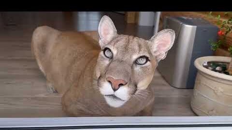 Пума Месси совсем без настроения и не хочет играть | I am puma | Дзен