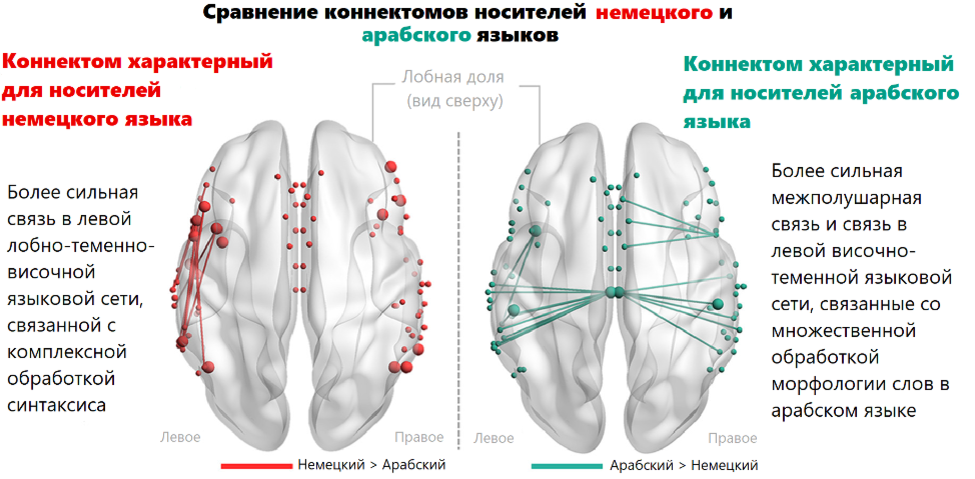 Как язык формирует структуру мозга | Нейроновости | Дзен