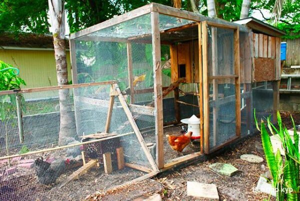 Дешевый курятник из поддонов и как его сделать Курочка Дзен
