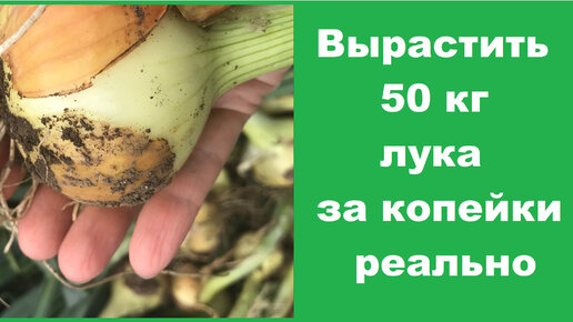 Уникальный способ вырастить 50 кг лука за "копейки" (жалею, что раньше ...
