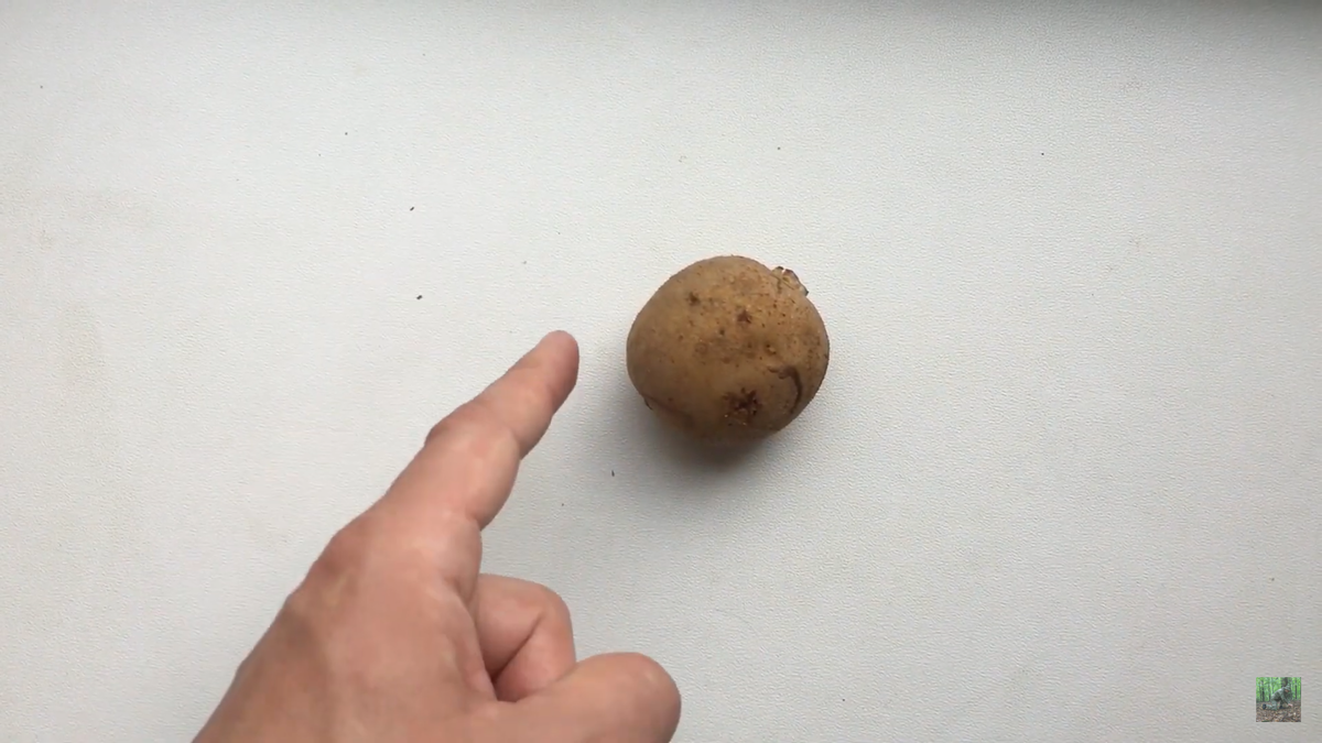 Идеальная насадка на карася и другую белую рыбу. | Рыболов-Турист | Дзен