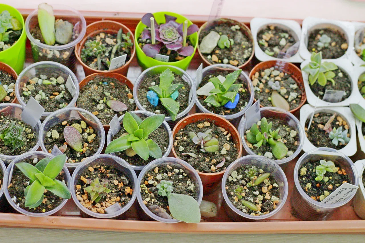 Как я седумы шинковала. Было-стало-всепропало | Masteritayaplants | Дзен