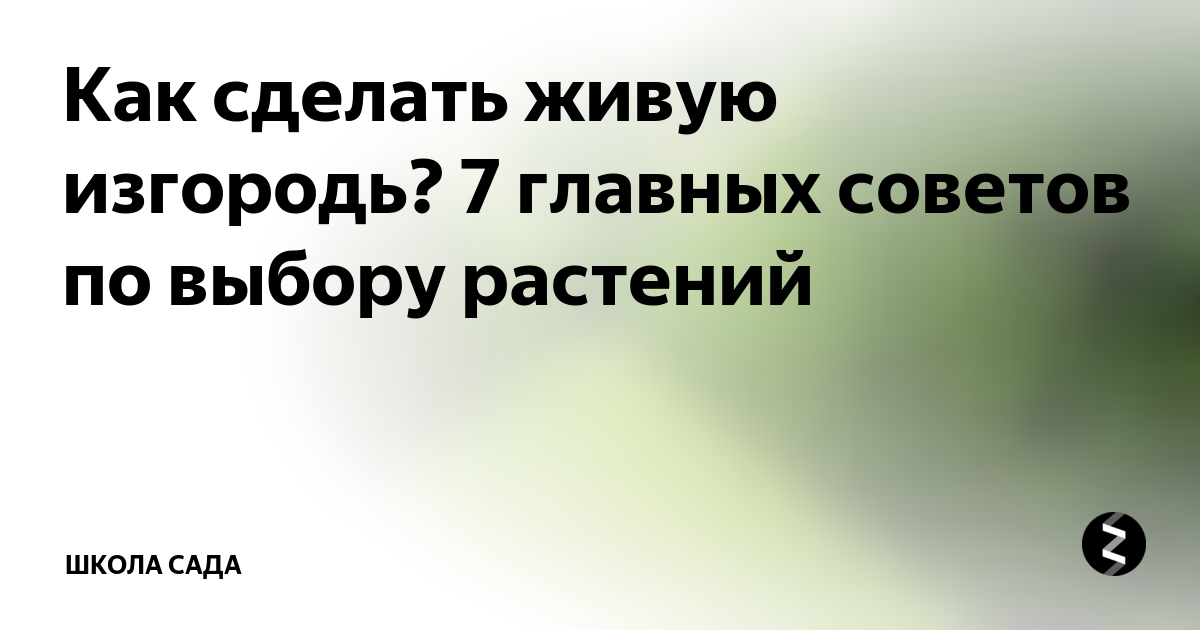Как сделать живую изгородь? 7 главных советов по выбору растений ...