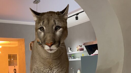 London-big-cat | кот есть кот! даже если он 90 кг 😹 | Дзен