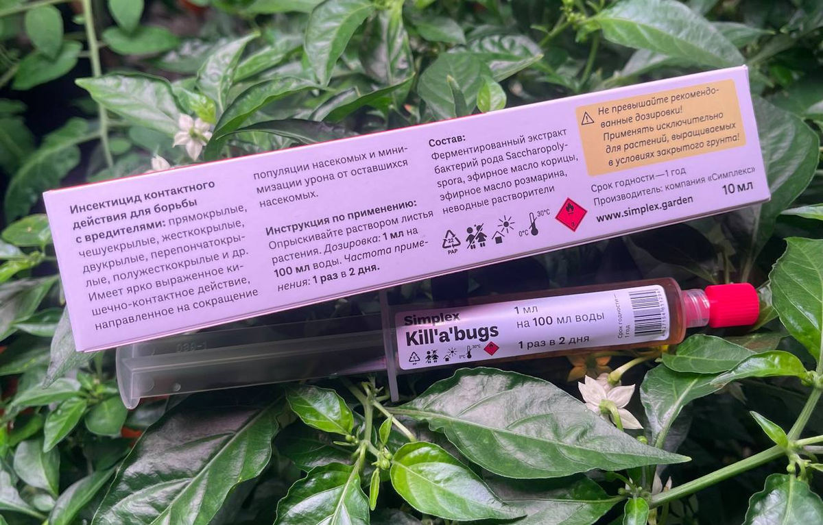 Тля. Признаки появления и меры борьбы | Фиолетовый блог | Дзен