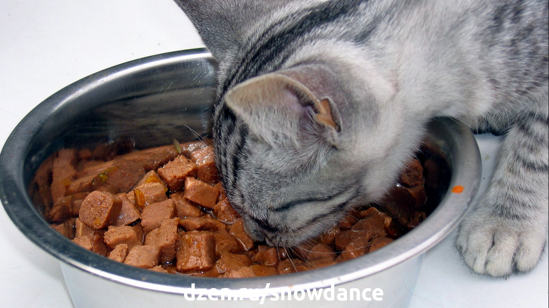 Whiskas, Friskies и прочие дешёвые корма... Почему кошка ест их так ...