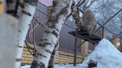 London-big-cat | Пума готовится к атаке | Дзен