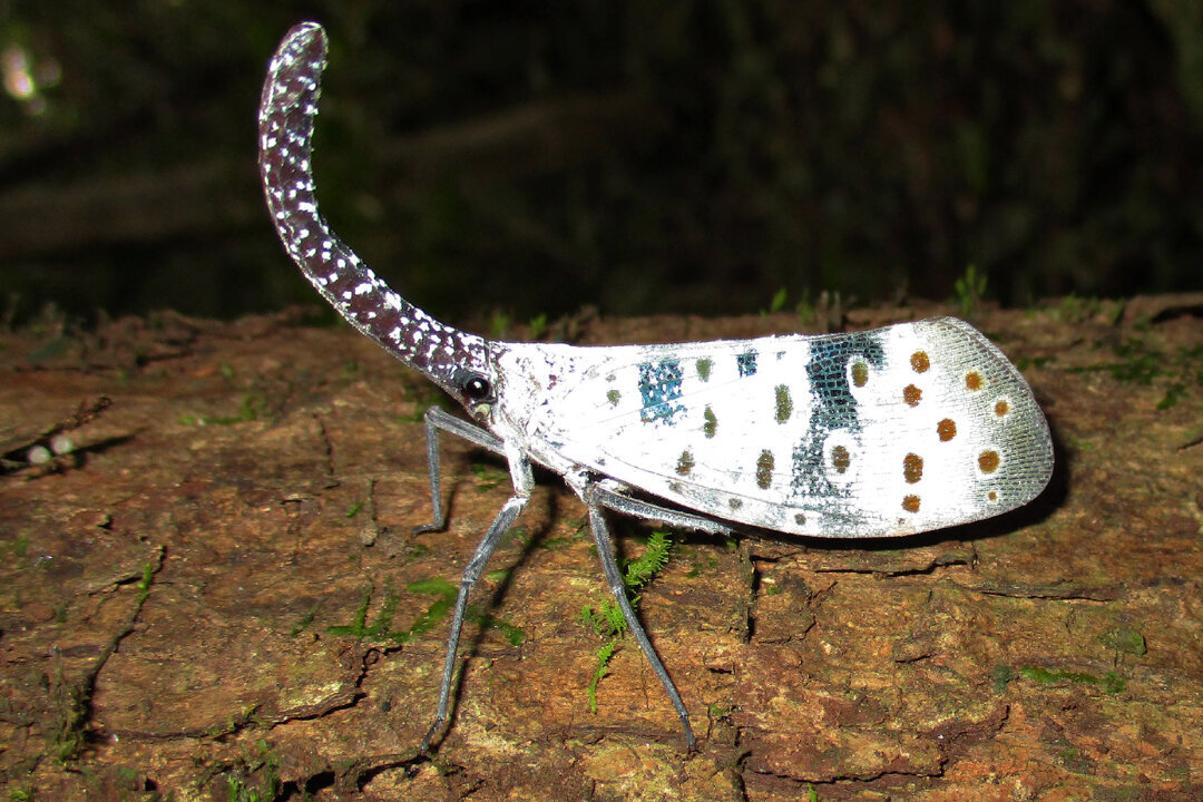 Фонарницы, насекомые, названные "от фонаря" | Планетяне | Дзен