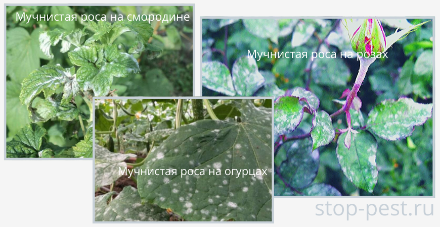 Проверенный "Топаз" ... да, это №1 от мучнистой росы и др. болезней ...