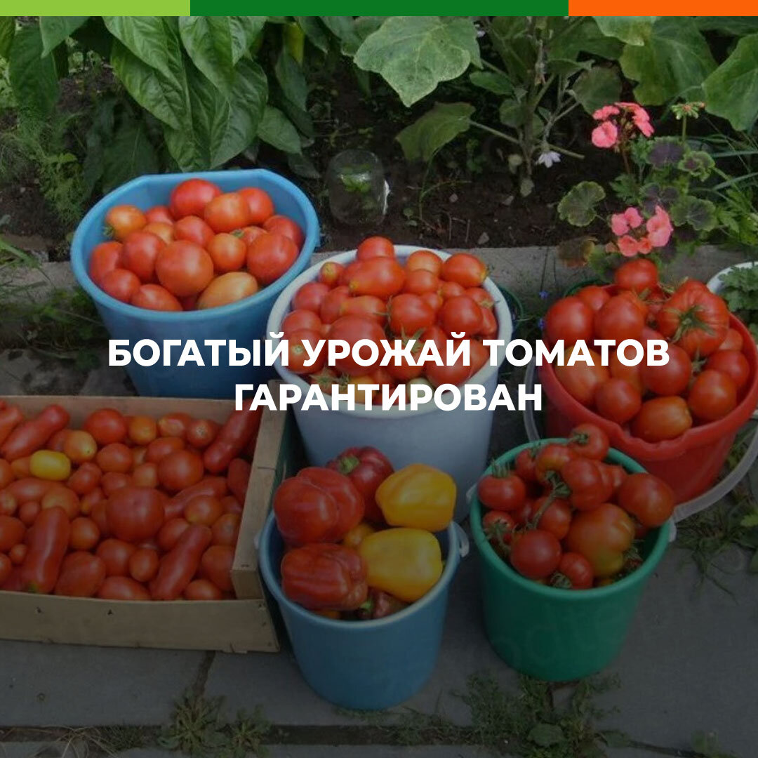 Чтобы урожай томатов был богатым, нужно сделать следующее ...