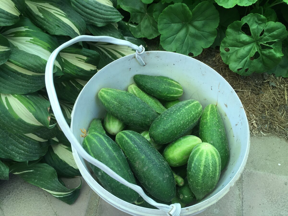 Как нужно делать огуречный салат на зиму БЕЗ ЗАМОРОЧЕК | Есть время под ...