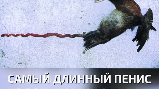 Шоурама фото видео новости интересные факты Пенис утки отрастает