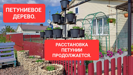 ПЕТУНИЕВОЕ ДЕРЕВО. РАССТАНОВКА ПЕТУНИИ АМПЕЛЬНОЙ И ДРУГИХ РАСТЕНИЙ ...