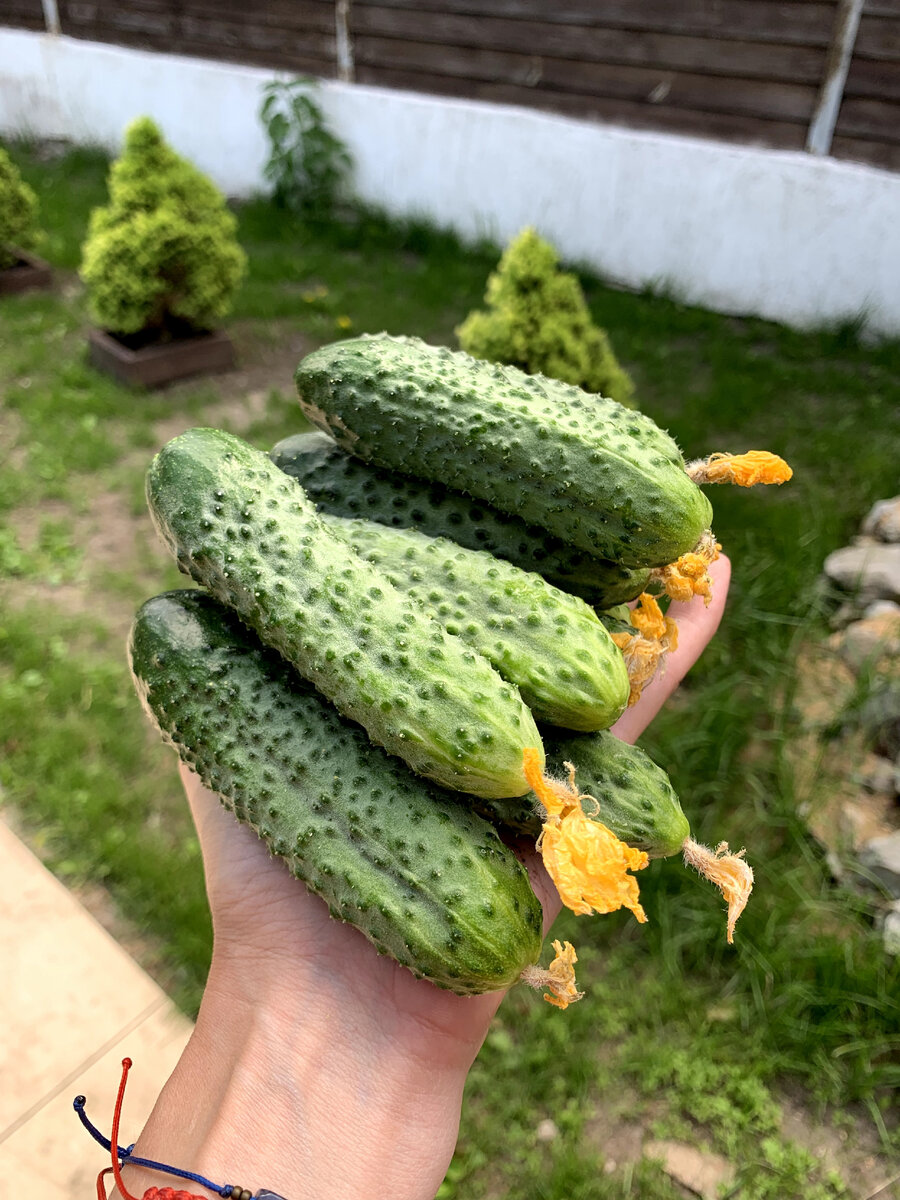 Посев огурцов | Нетипичный фермер | Дзен