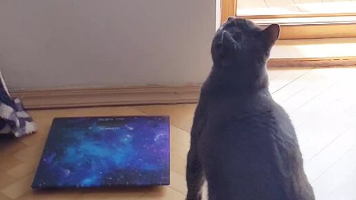 Кот Талисман | Супер прыжок Кота 😸😸 | Дзен