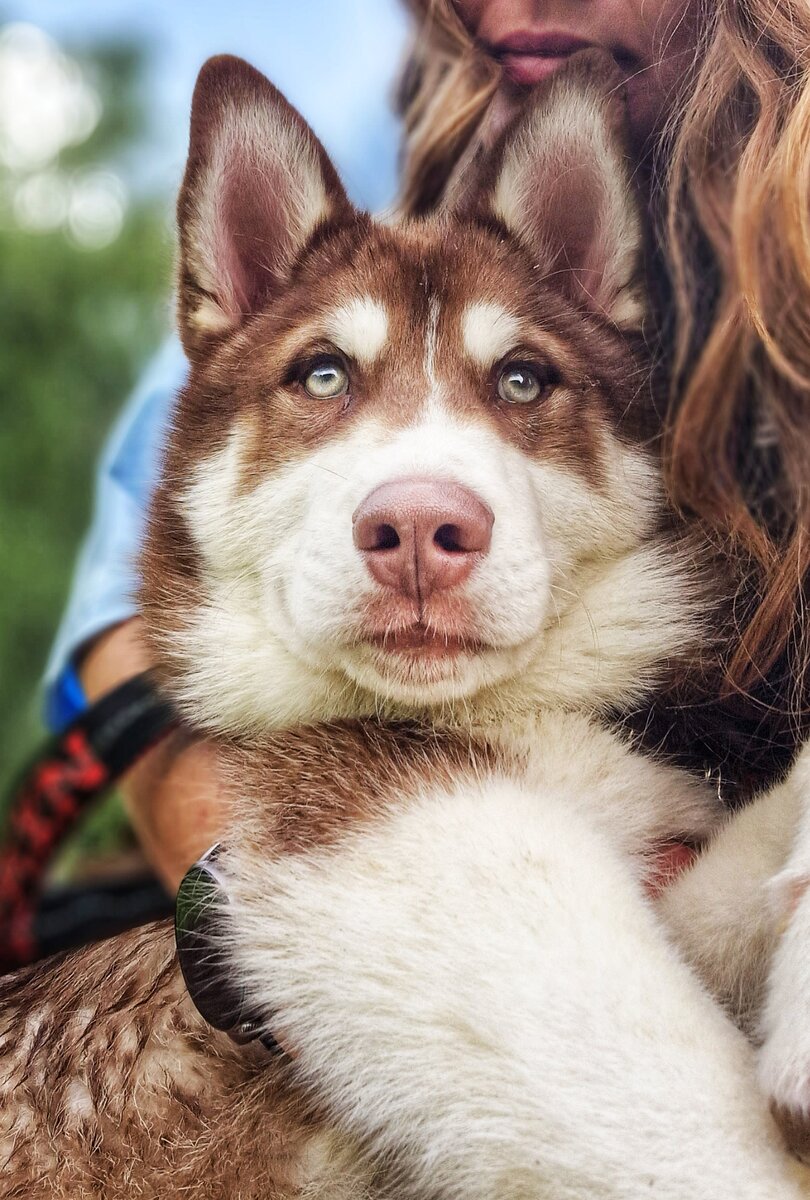 Хагрид - спасенный щенок хаски со взглядом человека🧡. Любить, кормить и ...