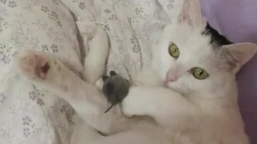 О том О сём, баба Рыся и Кот | Кошки - Мышки | Дзен