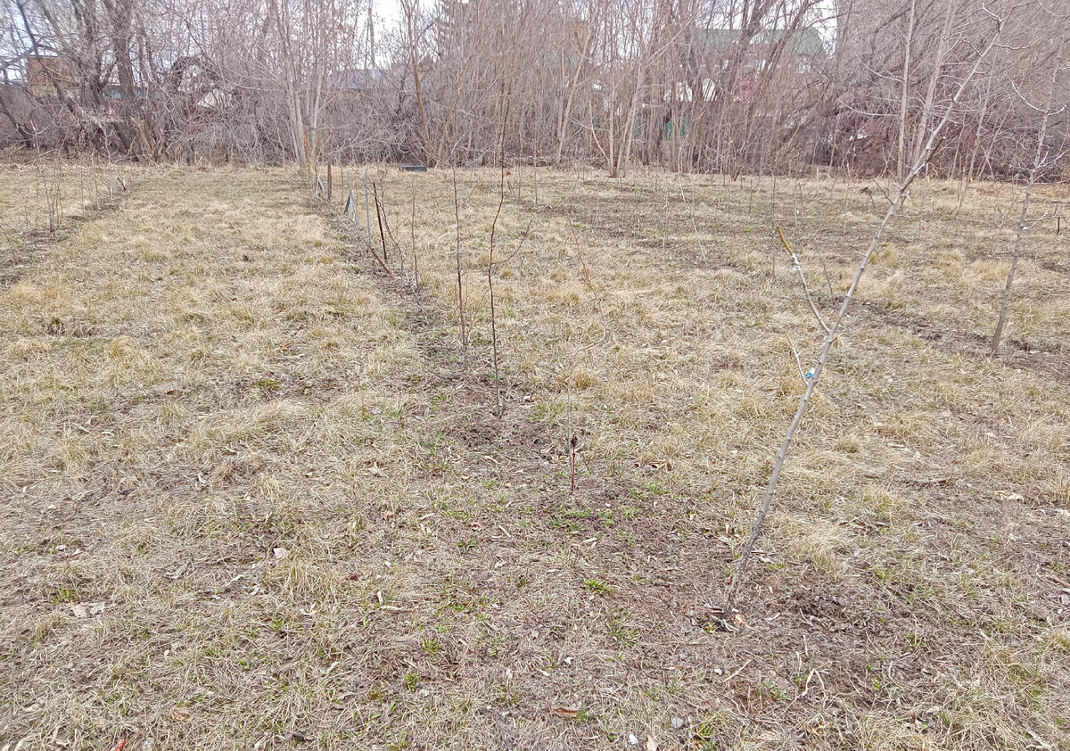 Сажаем плодовое дерево | ИГУ | Иркутский государственный университет | Дзен