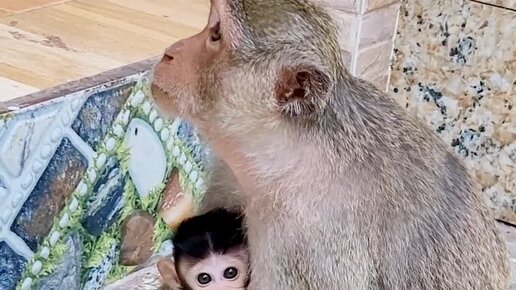 Наталья из Вьетнама | Мама-обезьяна предпочитает косточки от яблока, а ...