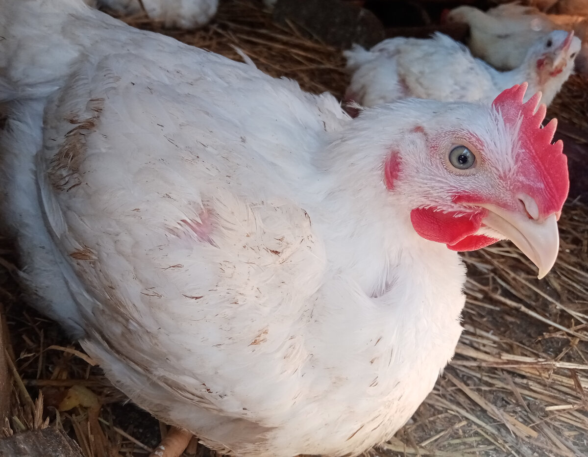 Ем сорокодневных бройлеров. Какие они на вид, вес и вкус в моем личном ...