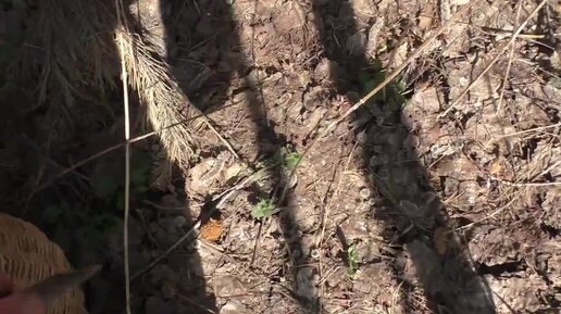 С грибницей со стажем В ЛЕС ПО ГРИБЫ ПОД ЭТИМ КУСТОМ ПОЛНО ГРИБОВ НОРМАЛЬНЫЙ МУЖИК Дзен