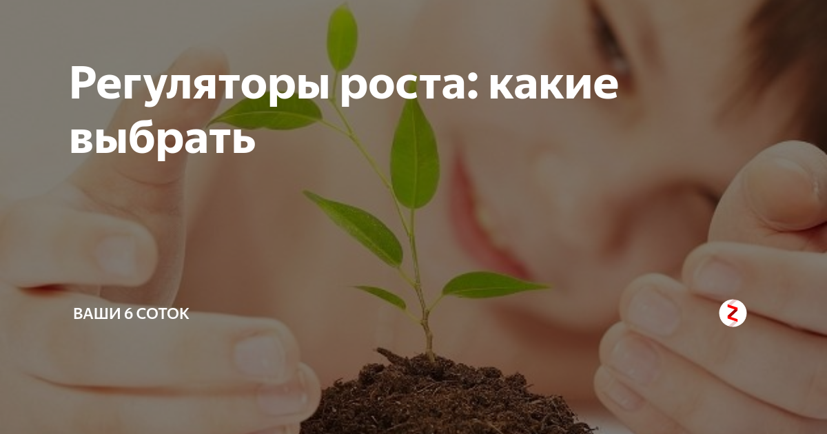 Регуляторы роста: какие выбрать | "Ваши 6 соток" с Андреем Тумановым | Дзен