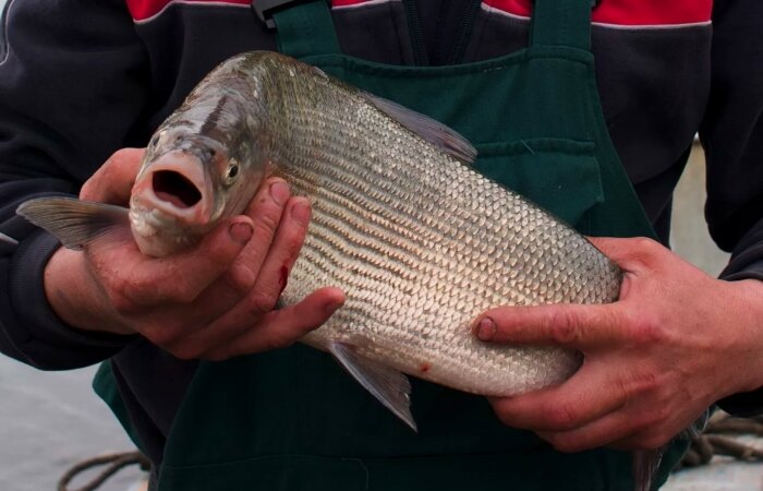 Муксун - что это за рыба? Как выглядит? Где она обитает? | Рыбалка с ...