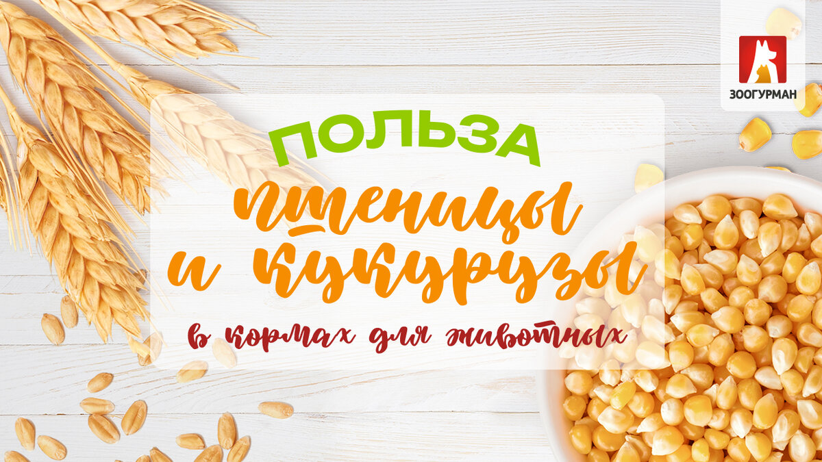 Польза пшеницы и кукурузы в кормах для животных | ЗООГУРМАН / ZOOGURMAN ...