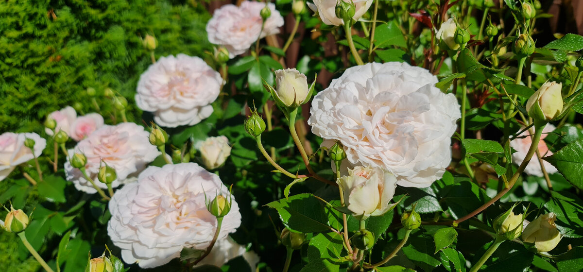 Уход за розами в конце мая. Пора давать "Взрыватель цветения" | Юлия 🌸 ...