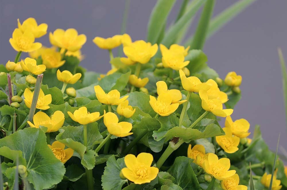 Идеальные цветы для влажных мест! Лишней воды не боятся, только хорошеют! 🌿 💦 🌼 | Procvetok | Дзен