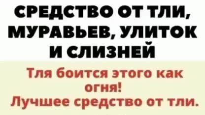 Замечтательная жизнь | ЛУЧШЕЕ СРЕДСТВО ОТ ТЛИ, УЛИТОК ,МУРАВЬЕВ. | Дзен