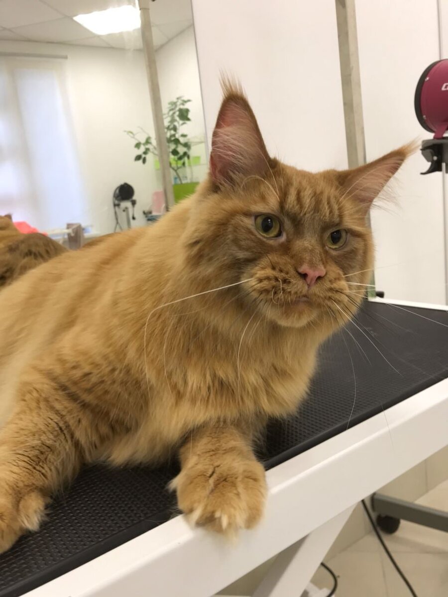 Мейн-куны. Шерсть в жкт, безоары. Что можно сделать для профилактики ...