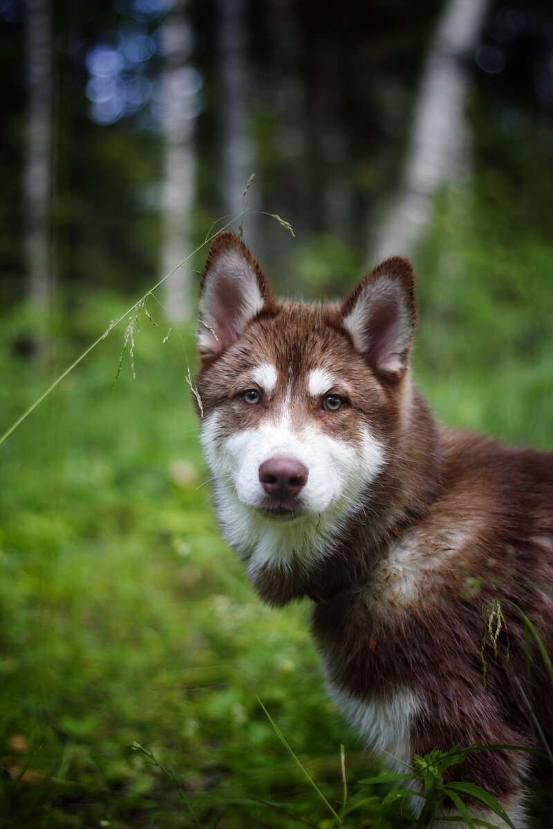 Хагрид - спасенный щенок хаски со взглядом человека🧡. Любить, кормить и ...
