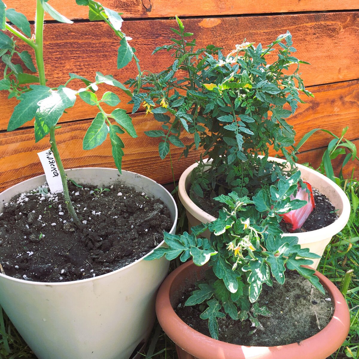 Такие разные! Горшечные томаты, которые отличаются друг от друга, как ...