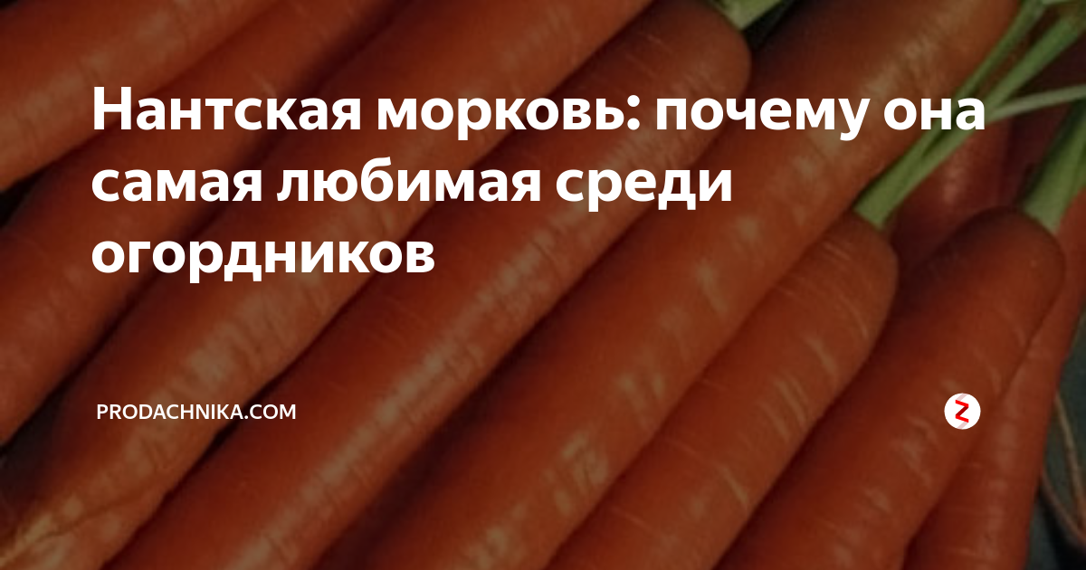 Нантская морковь: почему она самая любимая среди огордников ...