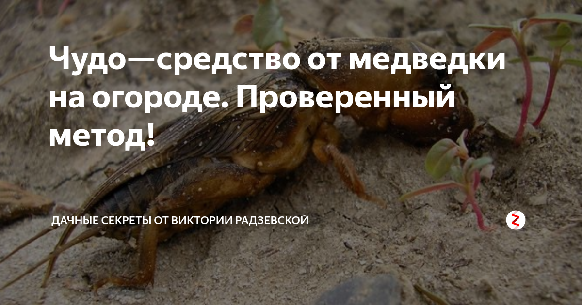 Чудо—средство от медведки на огороде. Проверенный метод! | Виктория ...